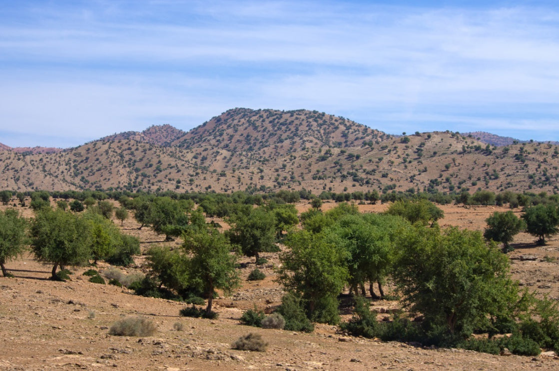 Moroccan Tbrima Powder – Skalli Essentials